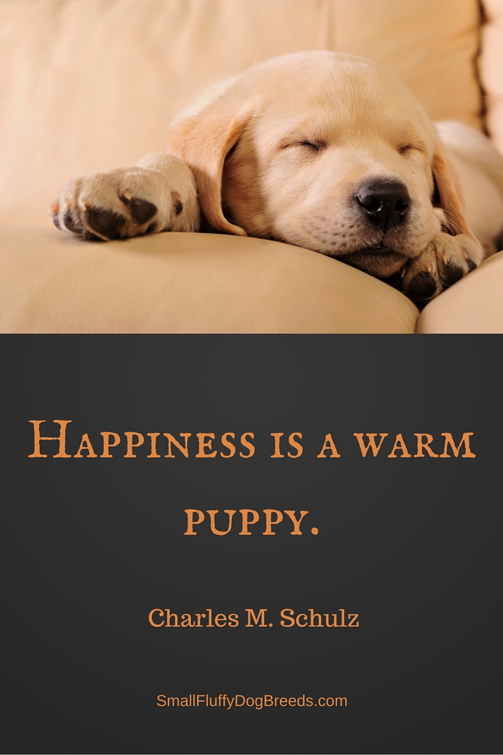 Quotes About Dogs Great Quotes About Man s Best Friend 